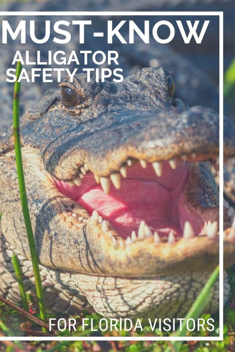 The Alligator Safety Tips You Need to Know BEFORE You Visit Florida ...